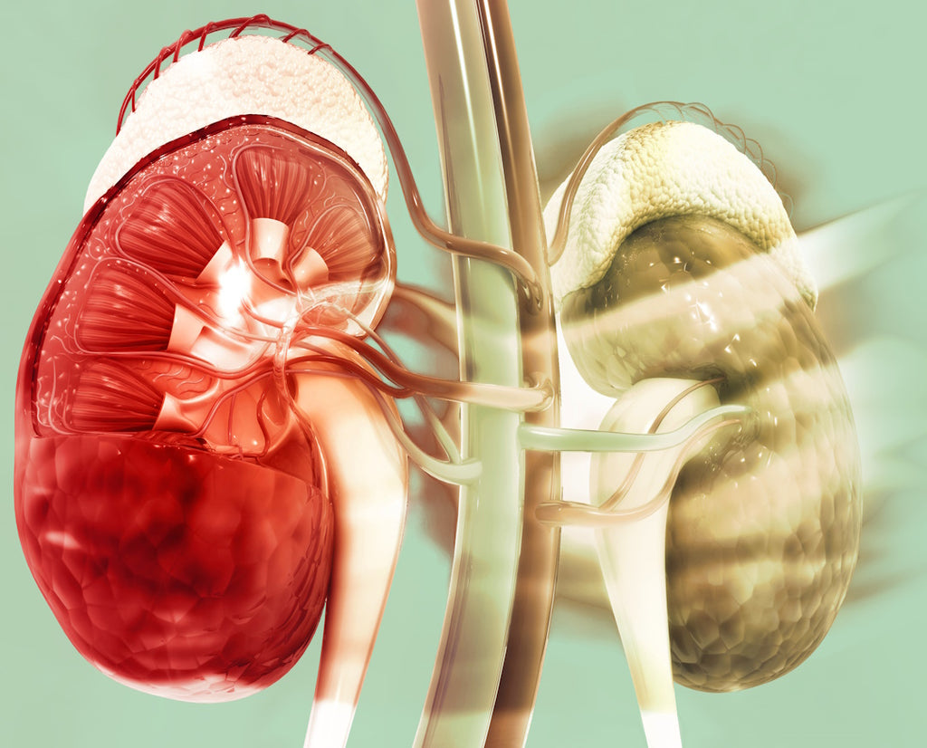 Morbus Cushing (Cushing-Syndrom) | cerascreen